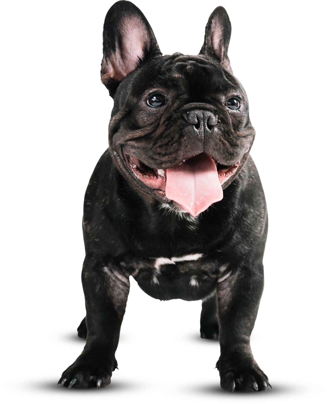Centro Veterinário Midas Dog | Pet Shop • Pet Care
